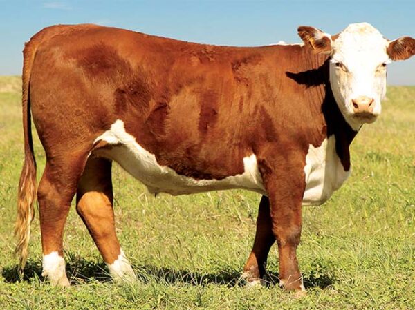 Novillos – Vaquería del Este